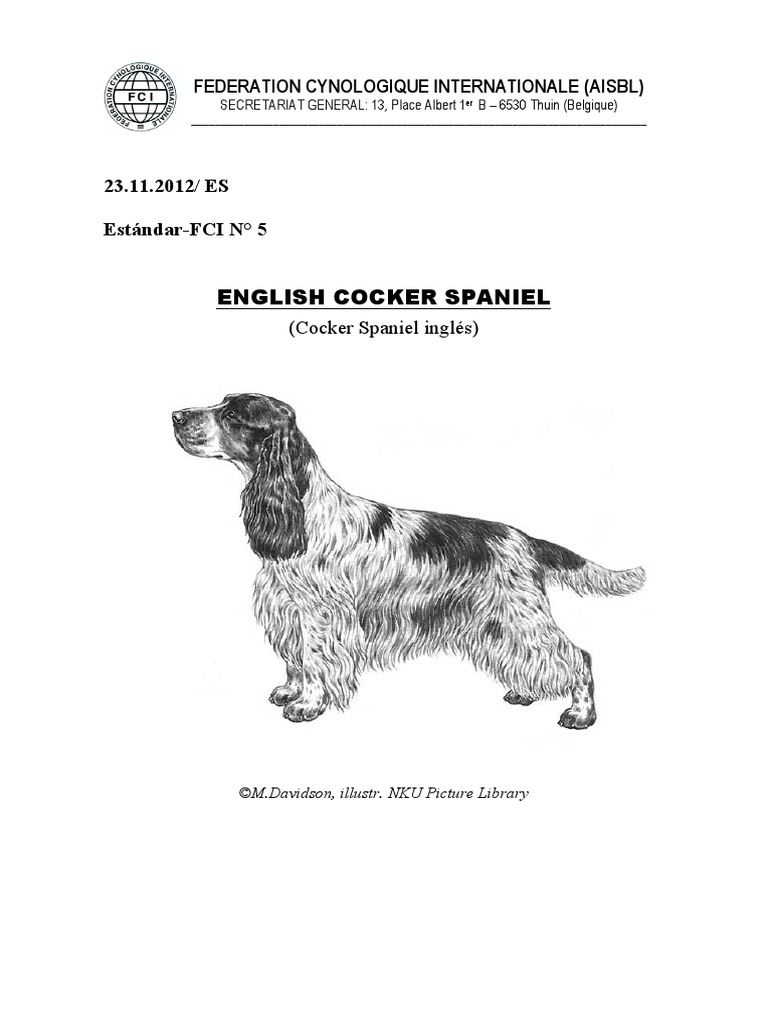 Cocker Spaniel Inglés, FCI | PDF | Perros | Tipos de perros