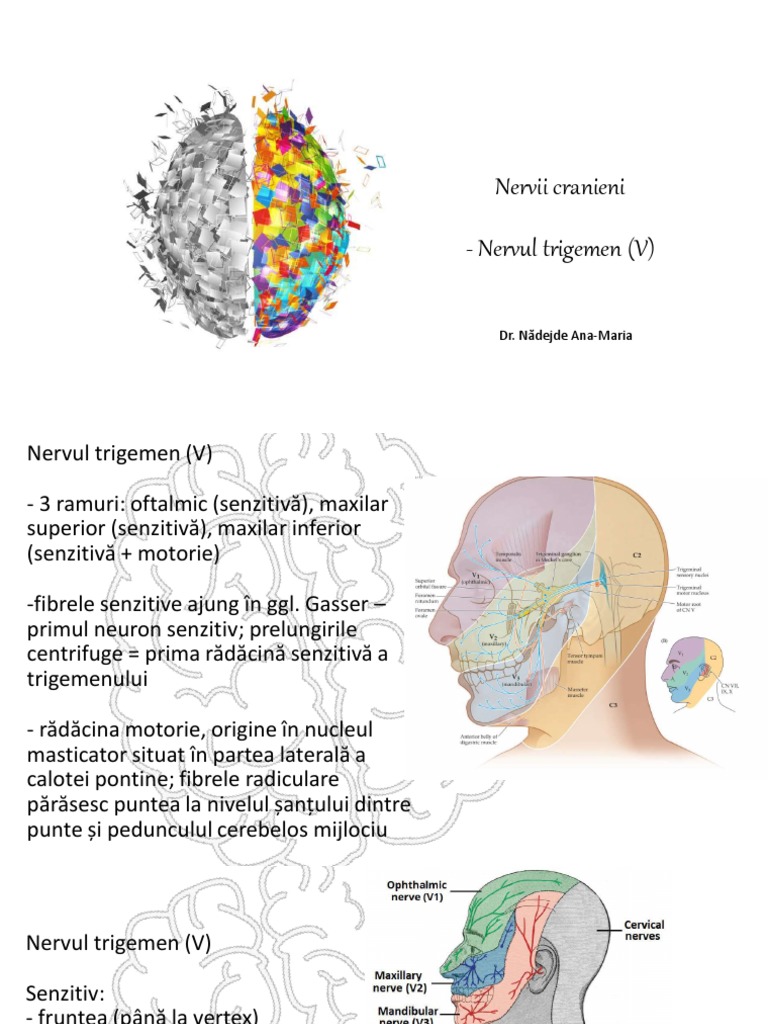 Nervii Cranieni - Nervul Trigemen (V) : Dr. Nădejde Ana-Maria | PDF