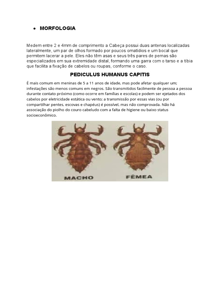 Morfologia: Pediculus Humanus Capitis | PDF