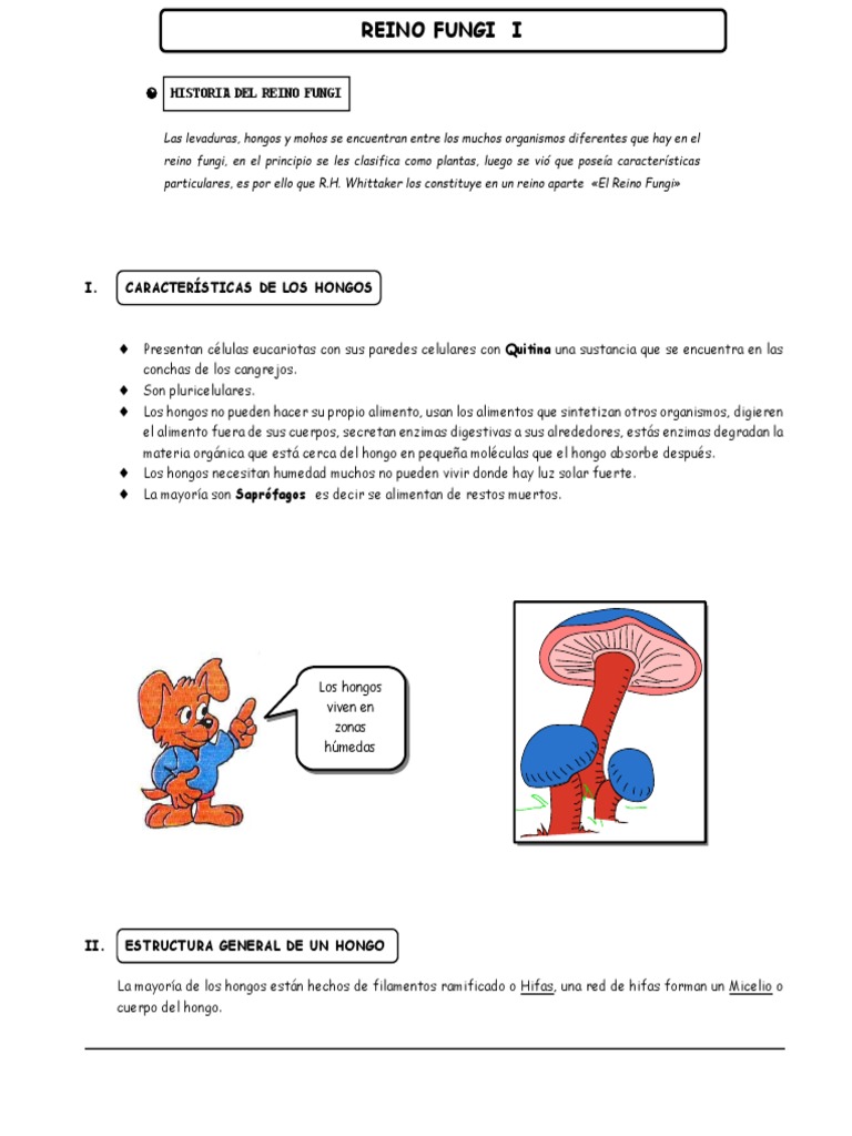 El reino Fungi: Características y clasificación de los hongos | PDF ...