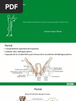 Musculos Del Perine | PDF | Sistema musculoesquelético | Anatomía humana