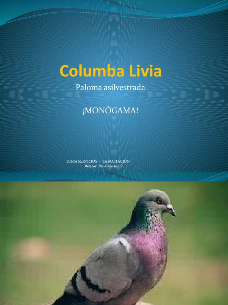 Parte 6-Columba Livia | PDF