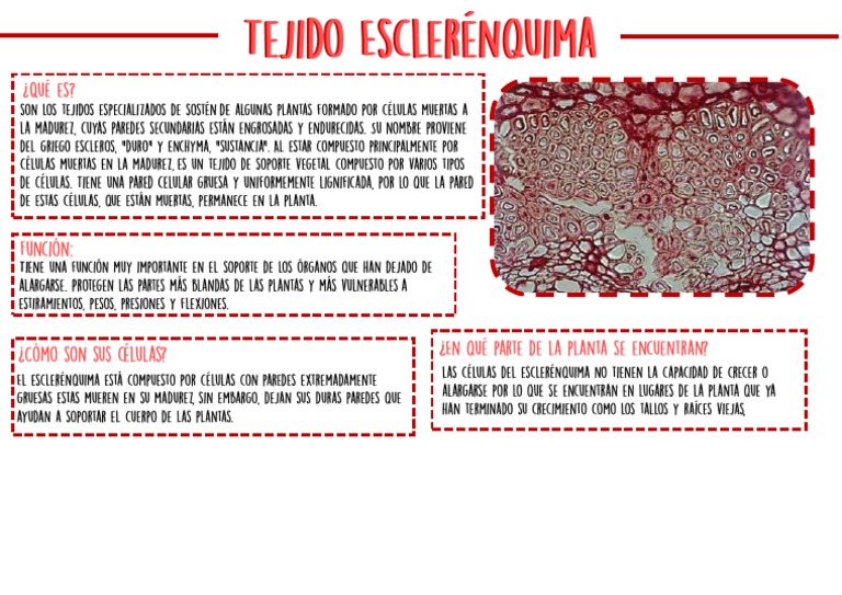 tejido esclerenquima | PDF