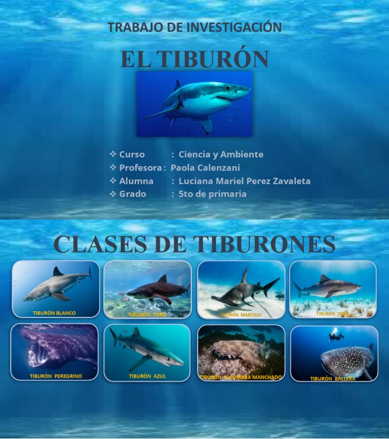 Clases de Tiburones para Primaria | PDF