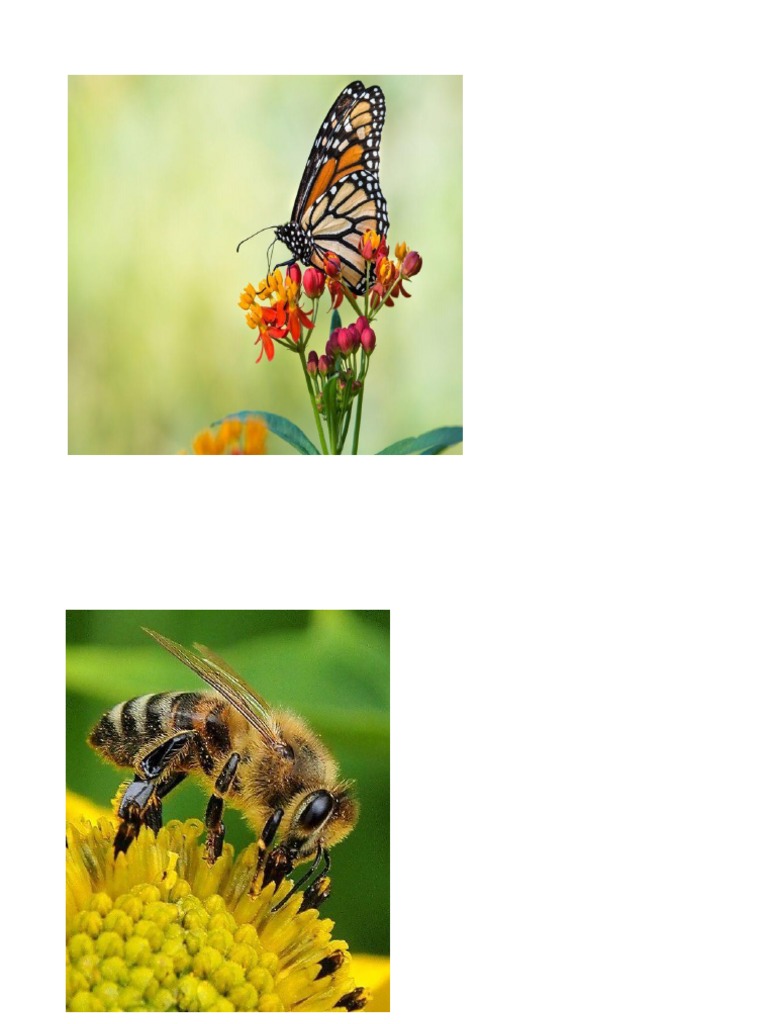 Pictogramas Insectos | PDF