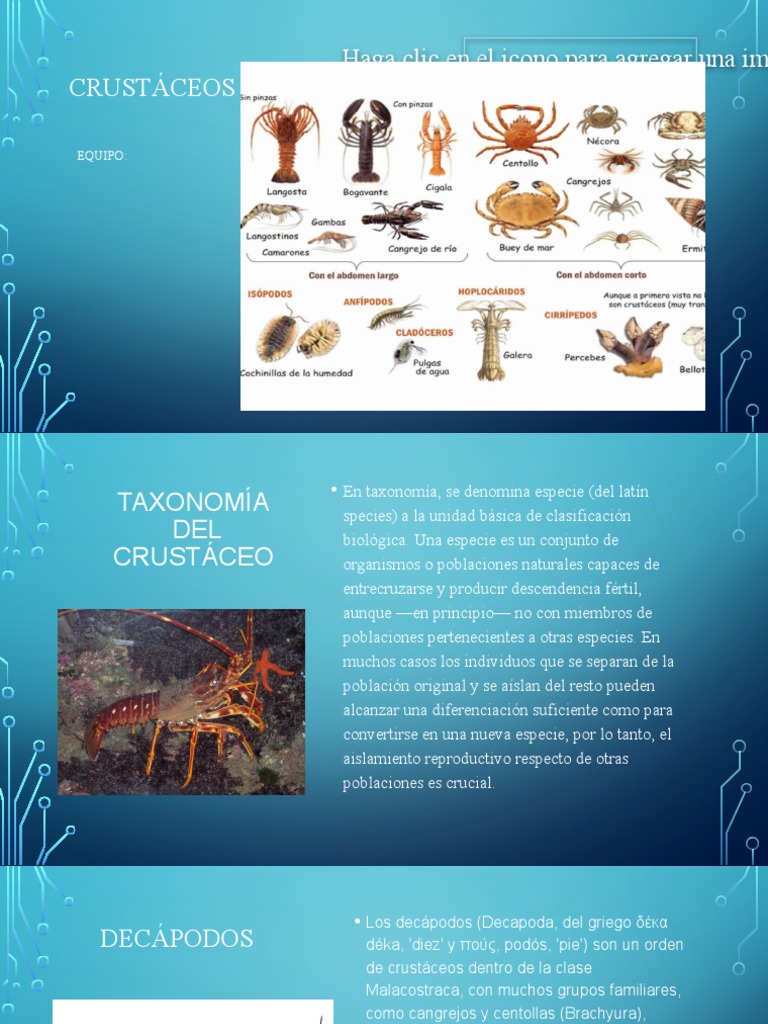 Crustáceos Haga Clic en El Icono para Agregar Una Imagen: Equipo | PDF ...