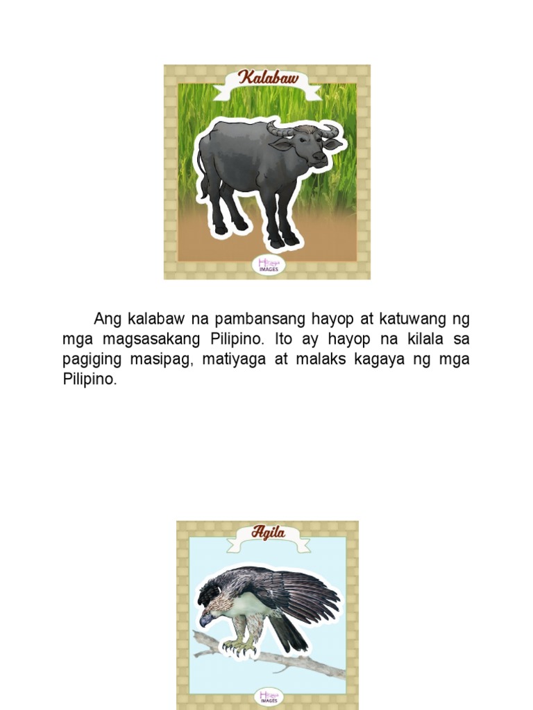 Ang Kalabaw Na Pambansang Hayop at Katuwang NG Mga Magsasakang Pilipino ...