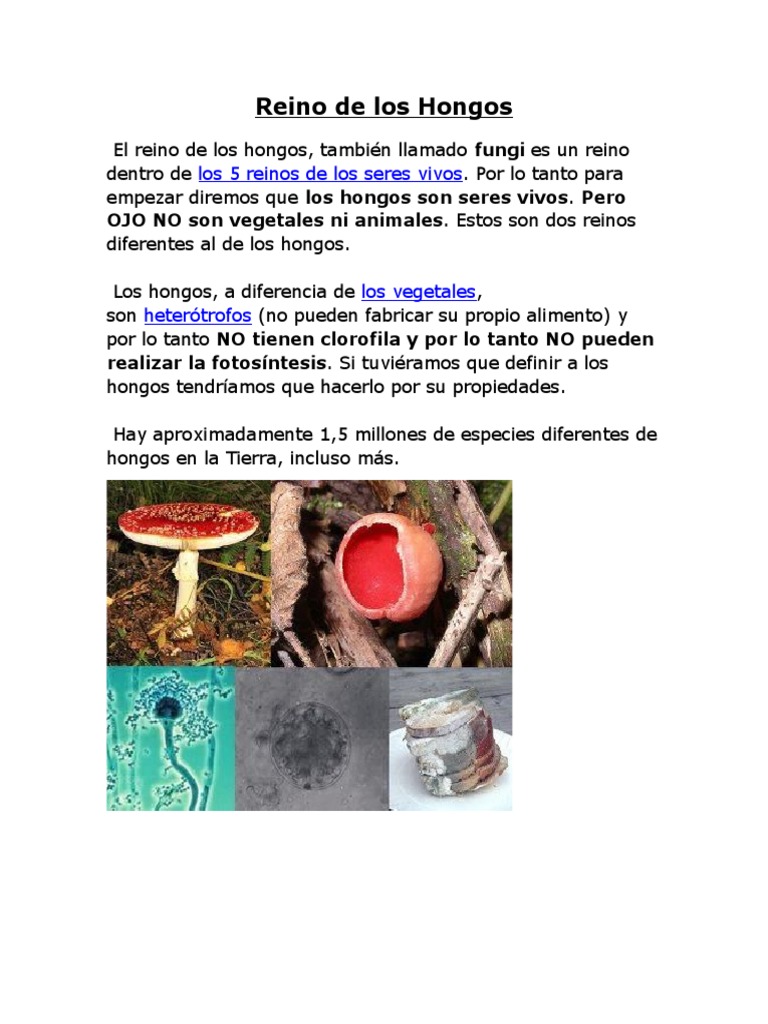 Reino de Los Hongos | PDF