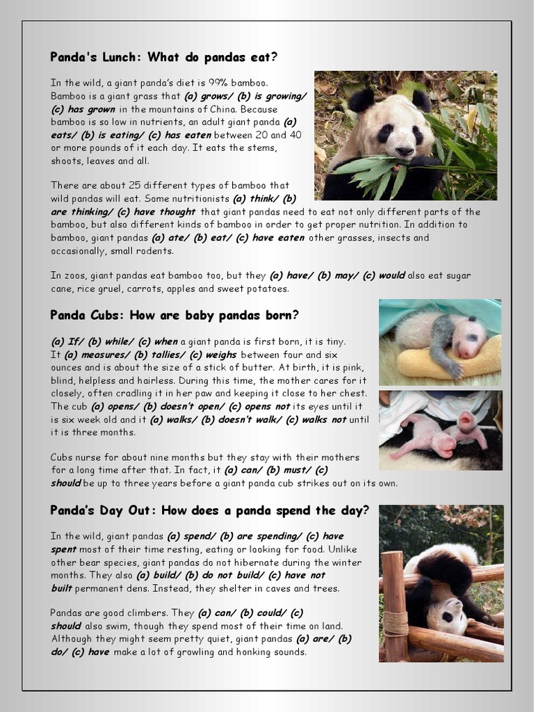 Giant Pandas Simple Present-Ppast 2 | PDF | Home & Garden