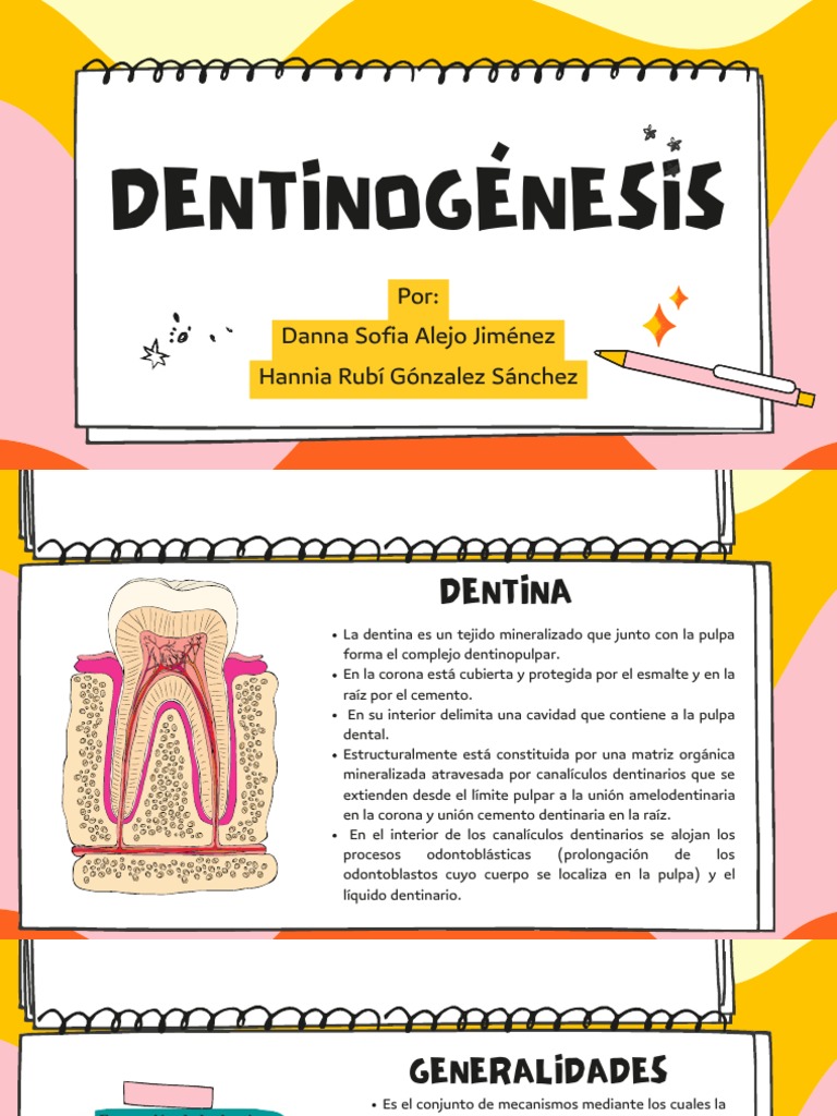 Dentogenesis | PDF