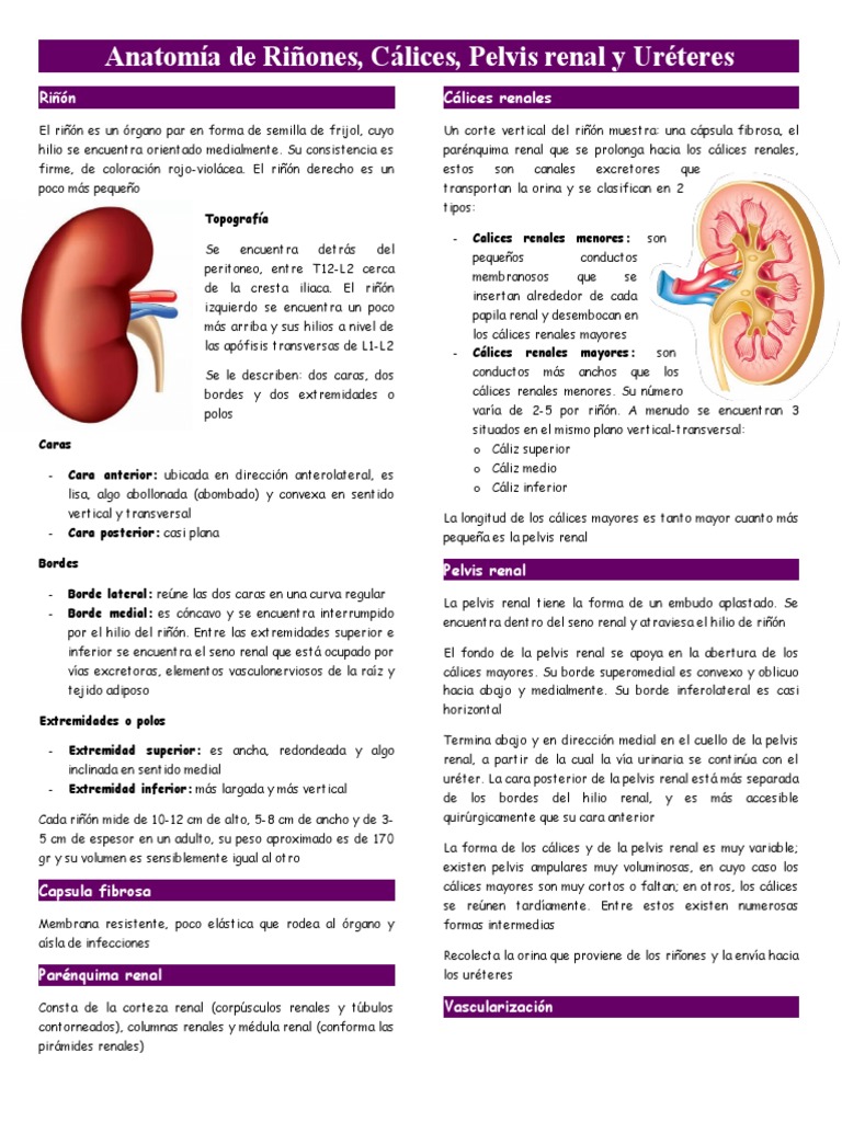 1. Anatomía de Riñones, cálices, pelvis renal y ureteres | PDF
