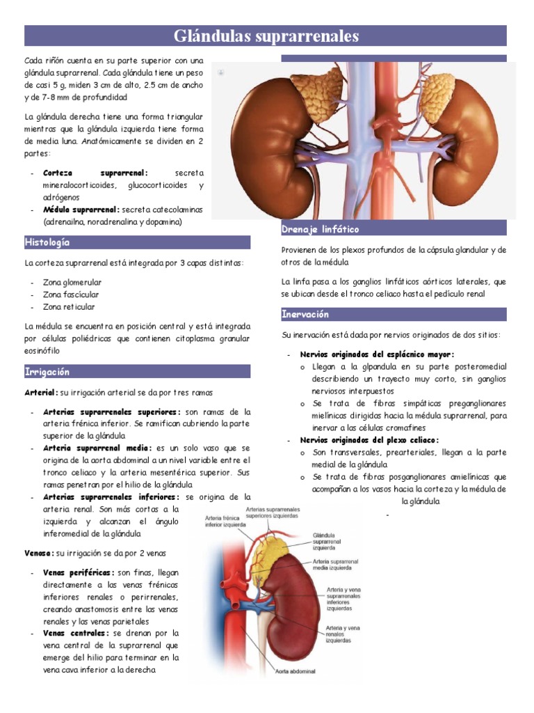 Estructura y función de las glándulas suprarrenales | PDF | Glándula ...