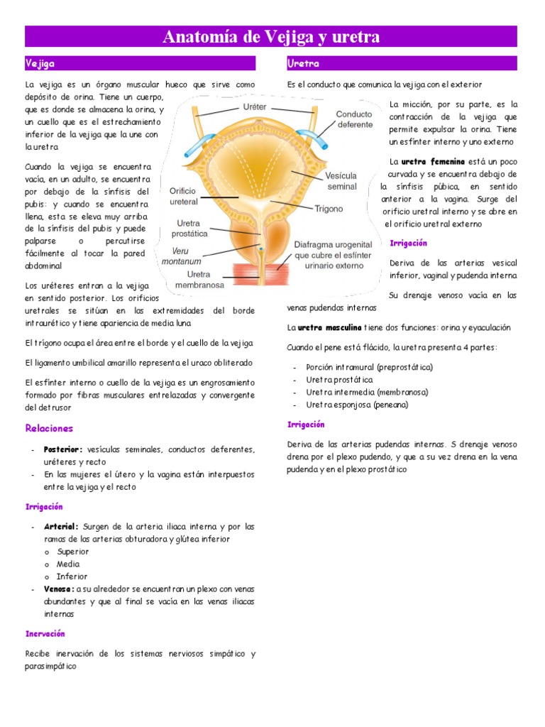Anatomía de Vejiga y Uretra | PDF