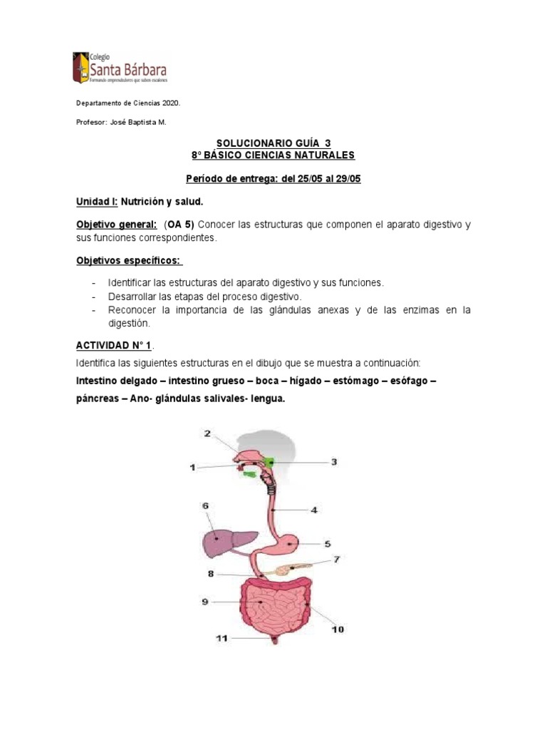 Solucionario Guía 3 - Cs Nat - 8vo | PDF | Digestión | Sistema ...