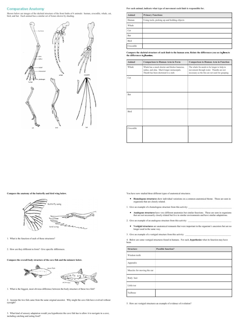 Comparative Anatomy Limb Functions | PDF