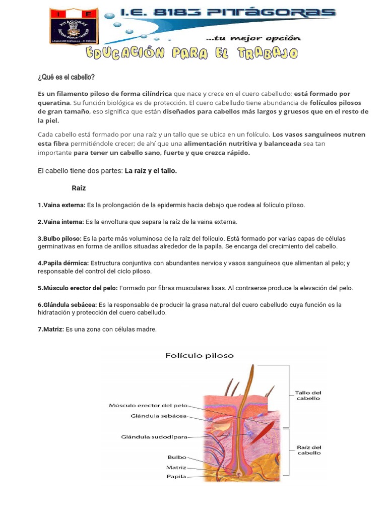 Estructura y partes del cabello | PDF | Pelo | Anatomía