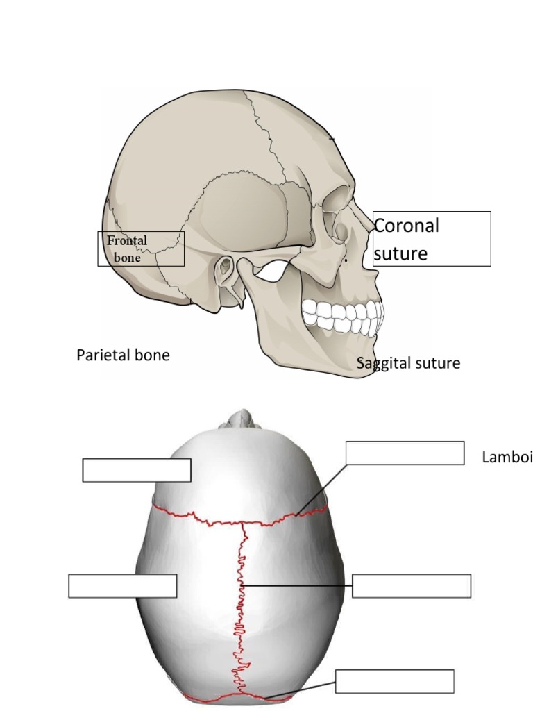 label the skull | PDF