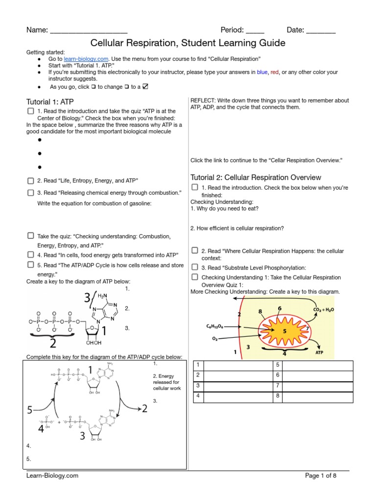TOPIC 3.4, 3.6 - Cellular Respiration Student Learning Guide (AP Bio) | PDF | Adenosine ...