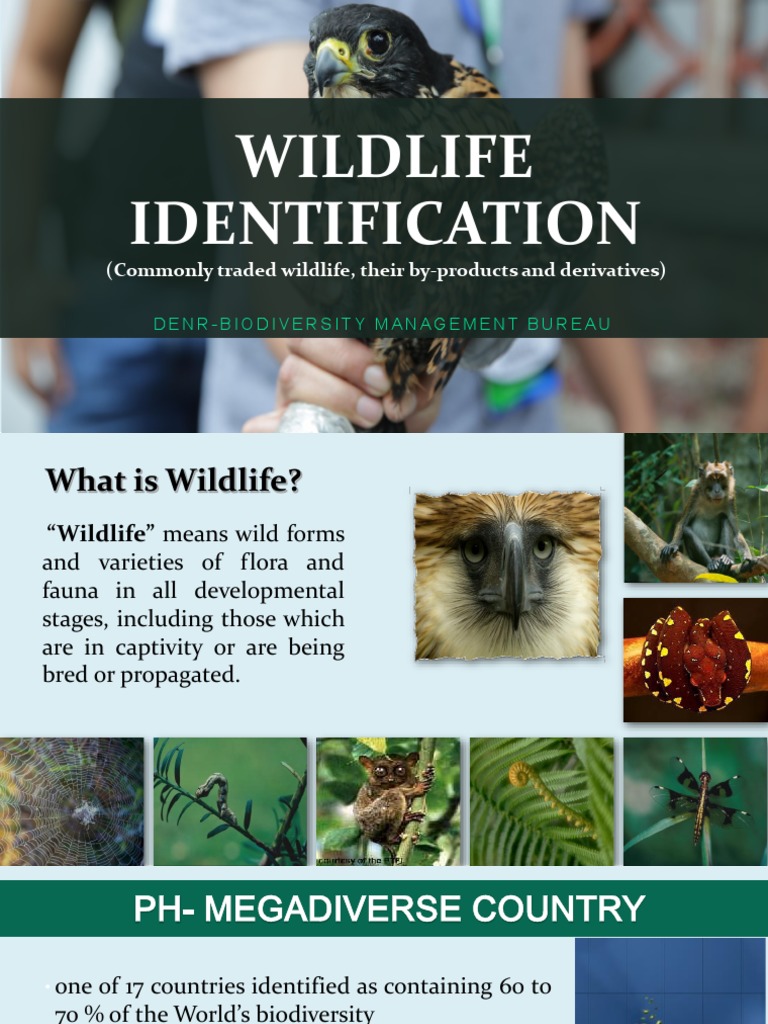 Wildlife Identification | PDF