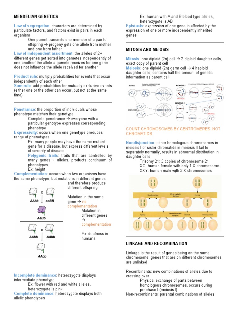 Mendelian Genetics & Chromosome Behavior | PDF | Genetic Linkage | Meiosis
