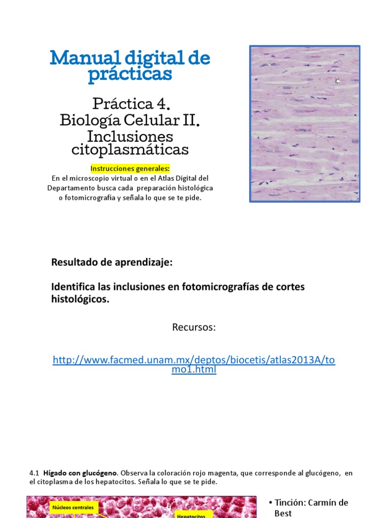 Inclusiones Citoplasmáticas en Histología | PDF | Tinción | Biología ...