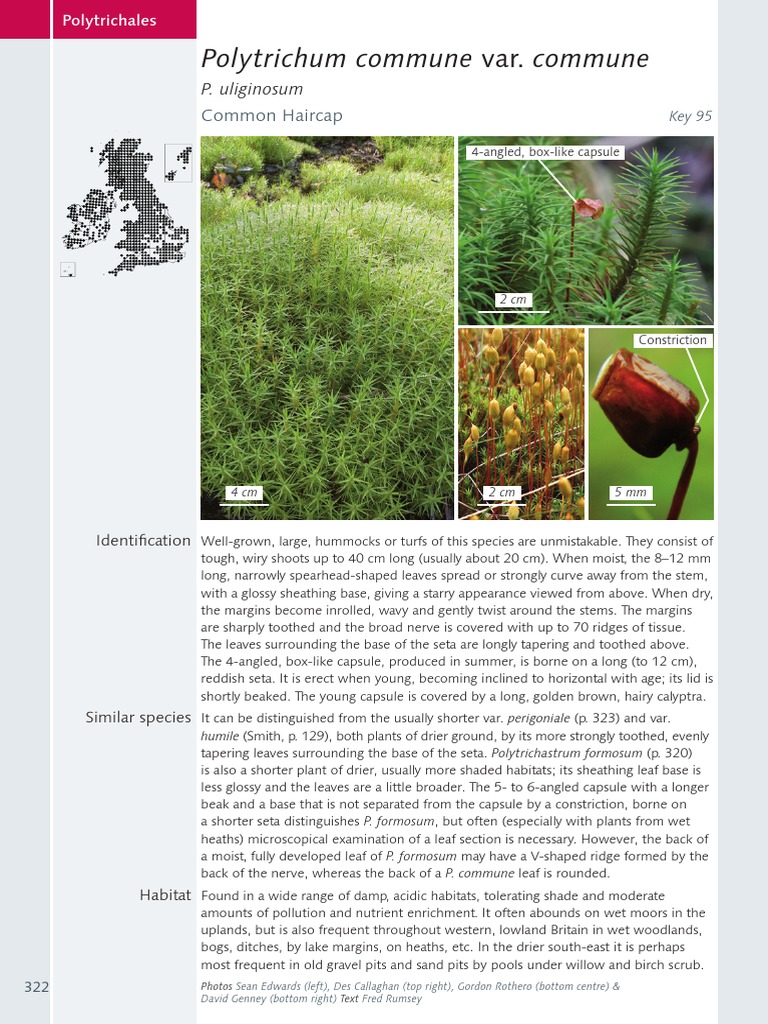 Polytrichum commune Identification Guide | PDF | Organisms | Botany
