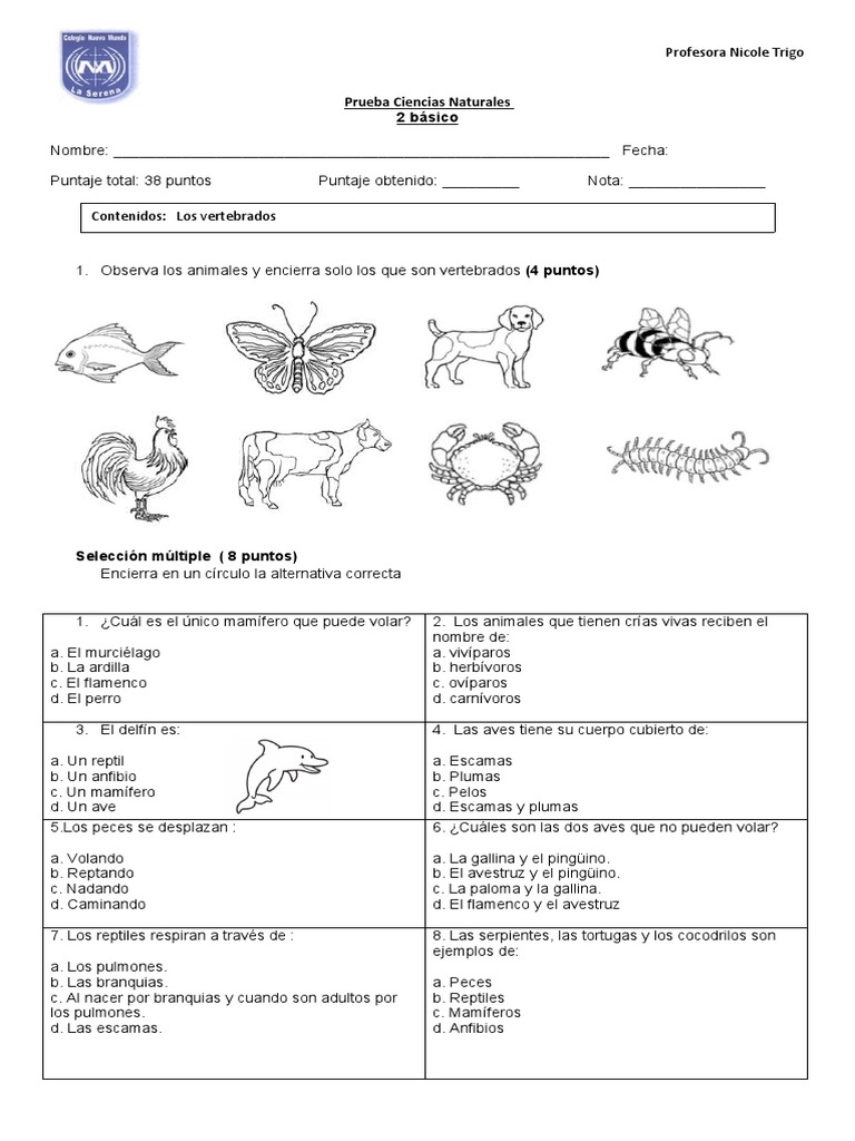 Prueba Ciencias Naturales 2 Basico | PDF | Reptil | Vertebrados