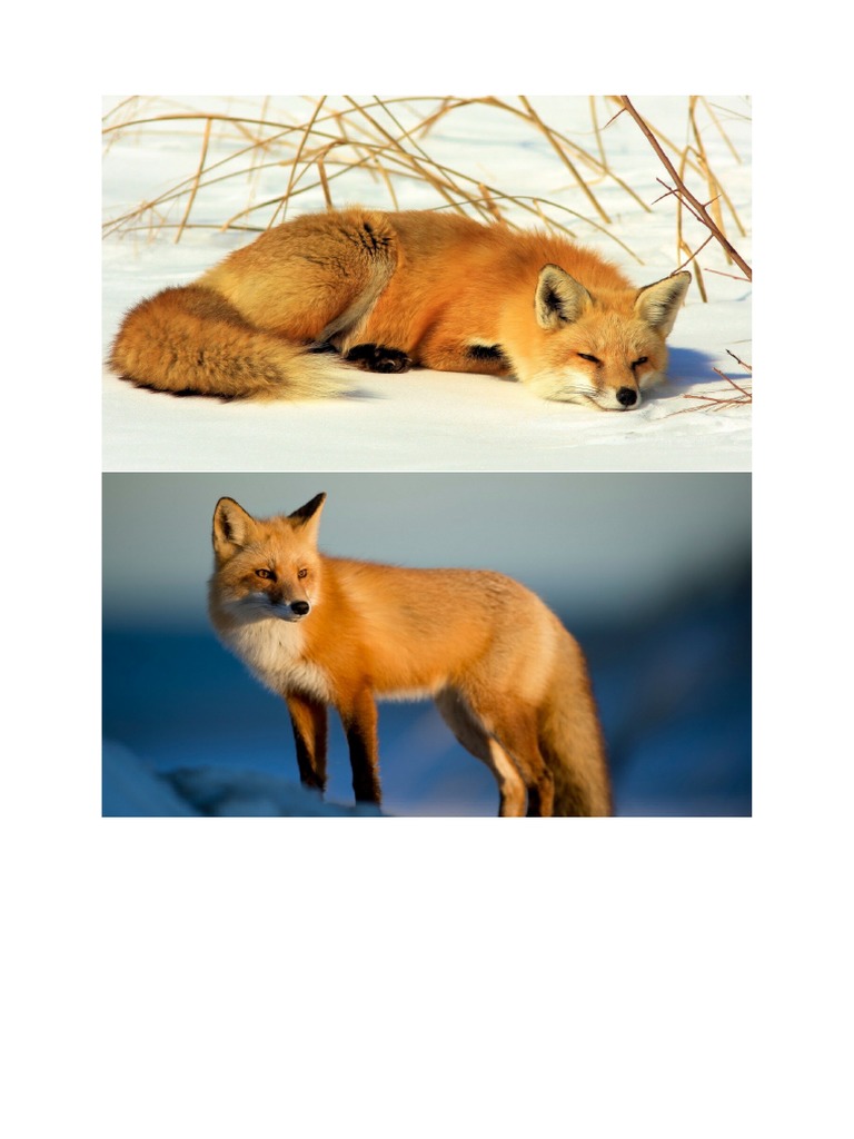 Fox | PDF