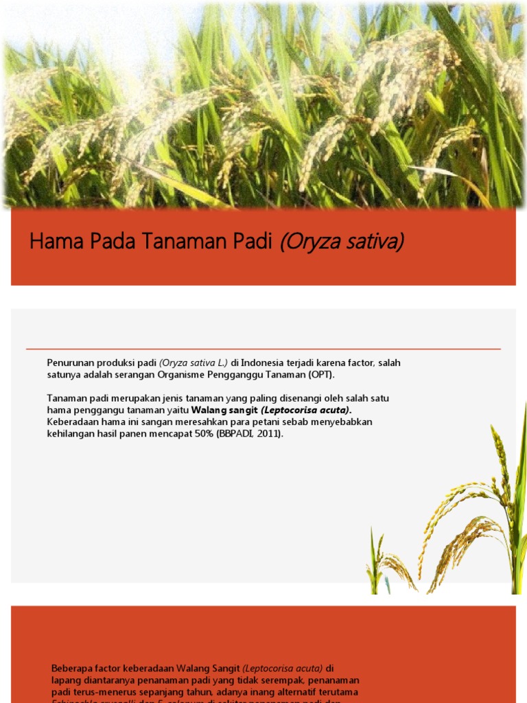 Hama Pada Tanaman Padi (Oryza Sativa) | PDF