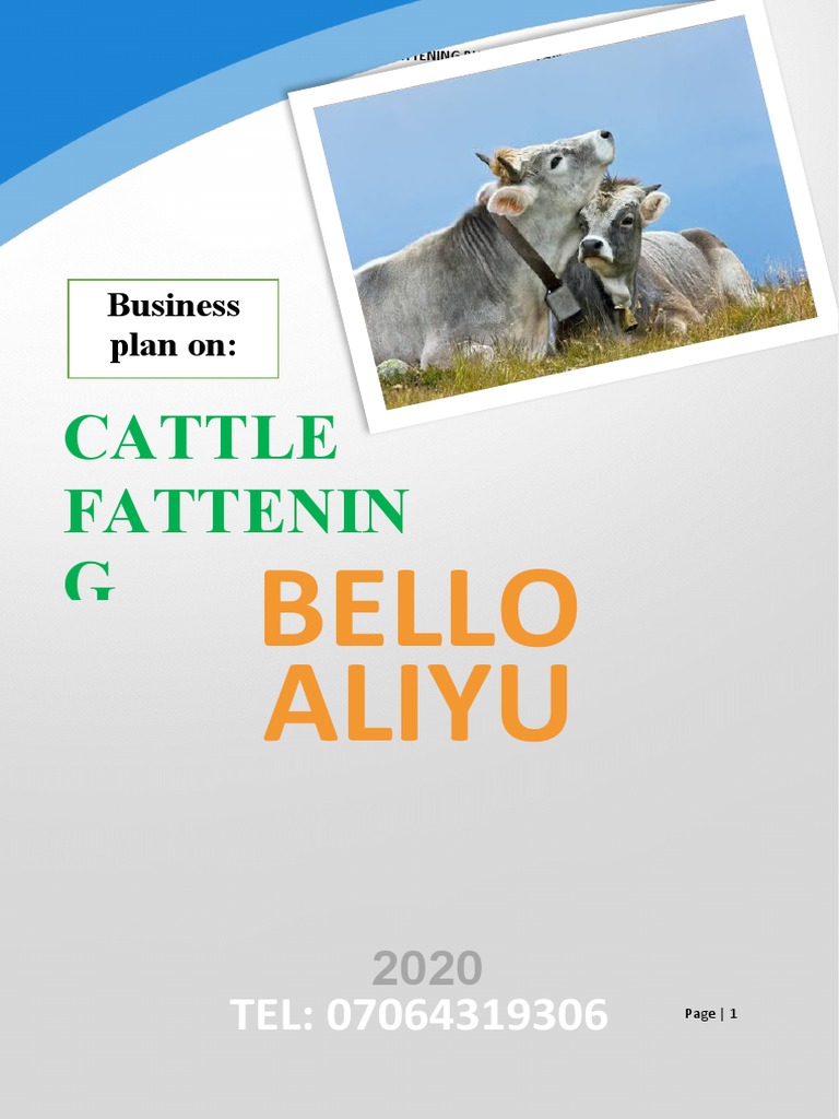 Cattle Fattenin G: Bello Aliyu | PDF | Cattle | Livestock