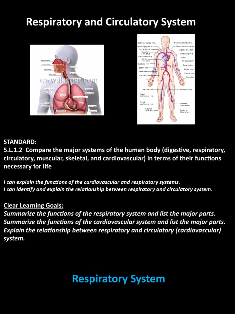 Respiratory & Circulatory Systems | PDF | Respiratory System | Human Body