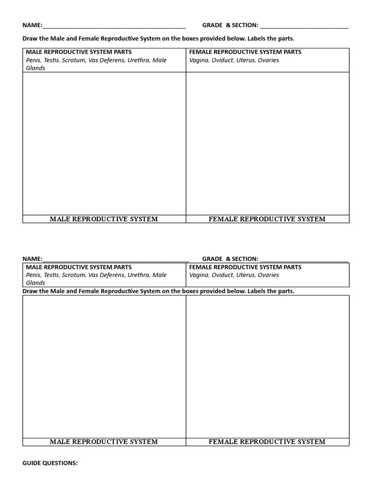 Science 10 Activity Sheet Male and Female Reproductive System | PDF ...