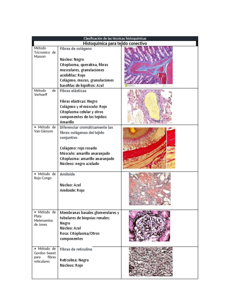 Tinciones Histologicas Guia de Estudio | PDF | Músculo | Tejido conectivo