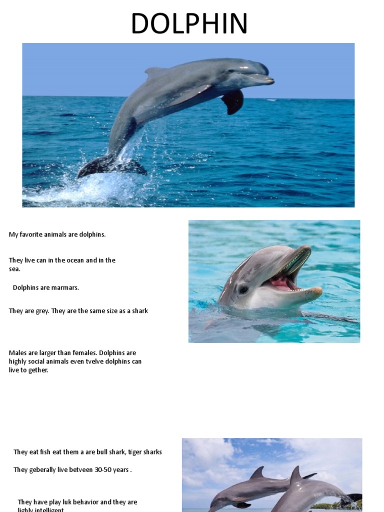 Dolphin | PDF