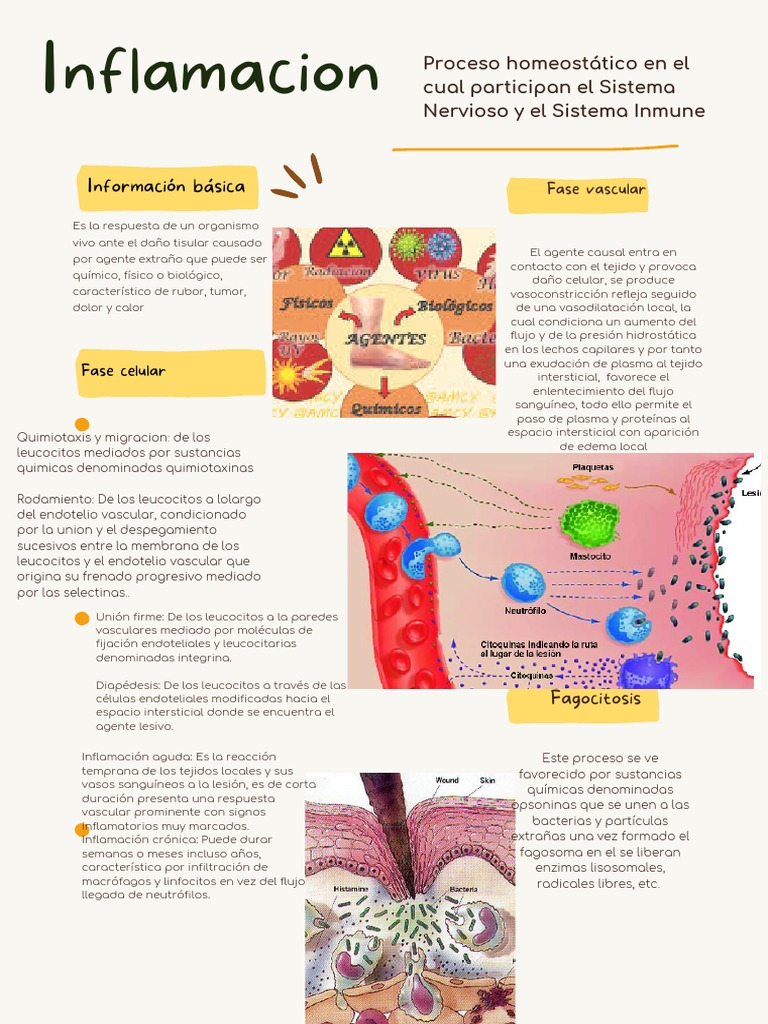 Inflamación: Proceso y Mecanismos Clave | PDF | Inflamación | Leucocito