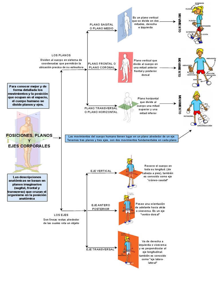 Planos y Ejes del Cuerpo Humano | PDF | Eje