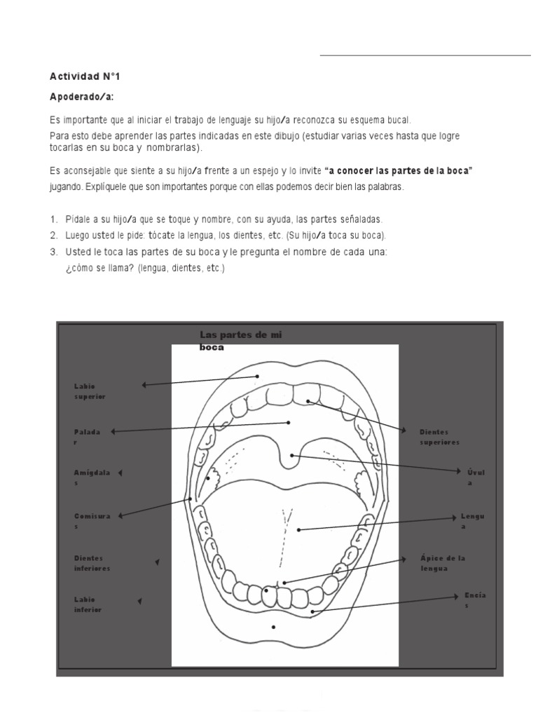 Actividad N°1 Apoderado/a:: Las Partes de Mi Boca | PDF | Boca | Vocal