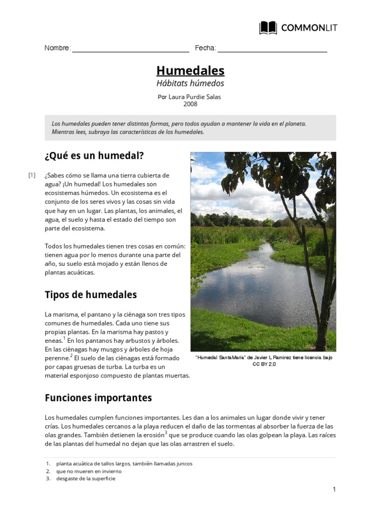 Humedales_ | PDF | Humedal | Agua