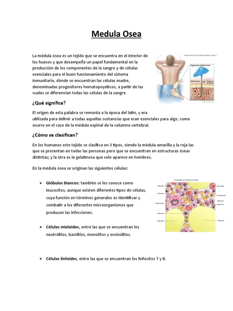 Medula Osea | PDF