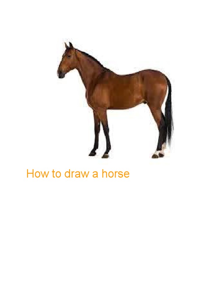 How To Draw A Horse | PDF