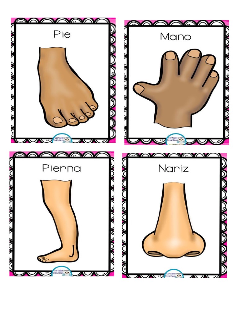 Partes Del Cuerpo Por Partes