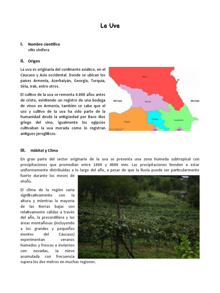 Propiedades y Usos de la Uva | PDF | Uva | Vino