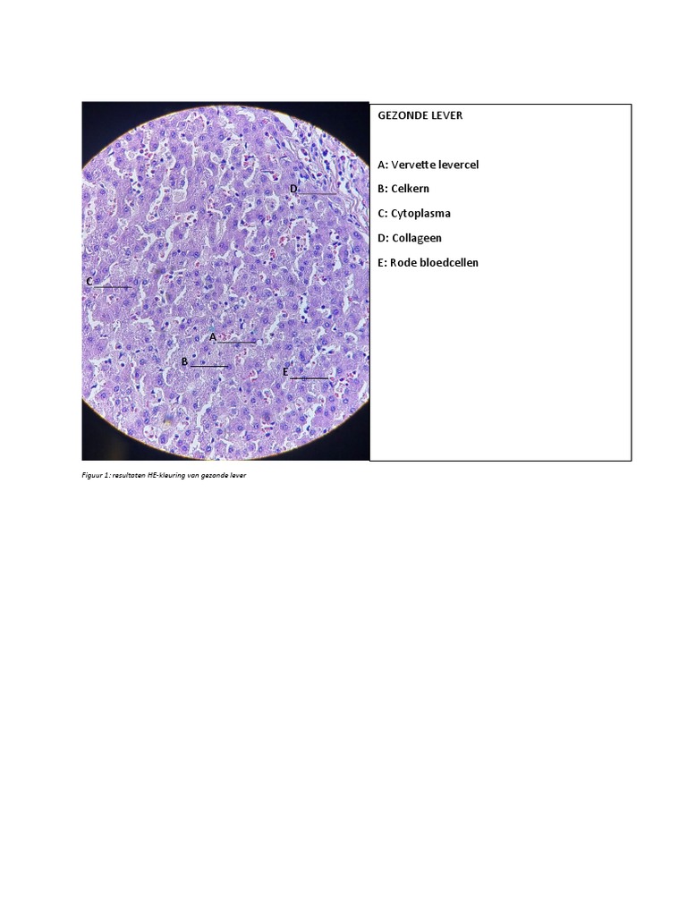 HE-kleuring Histologie | PDF