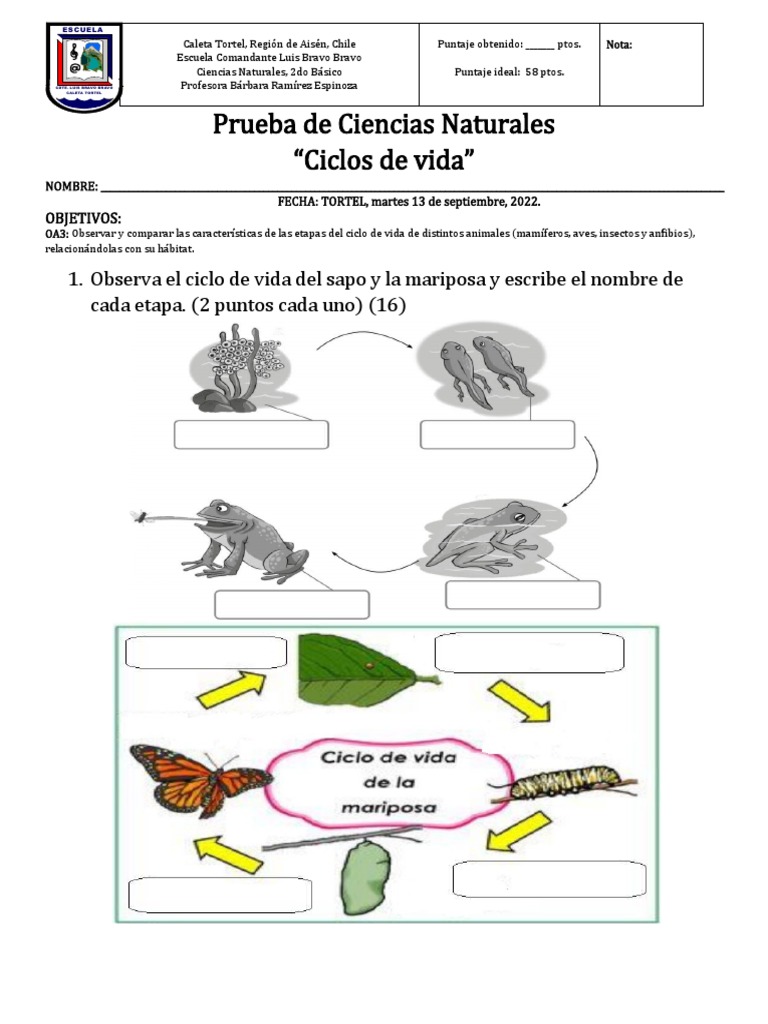 Prueba Ciclo de Vida 2° Básico | PDF | Ciencia y matemáticas