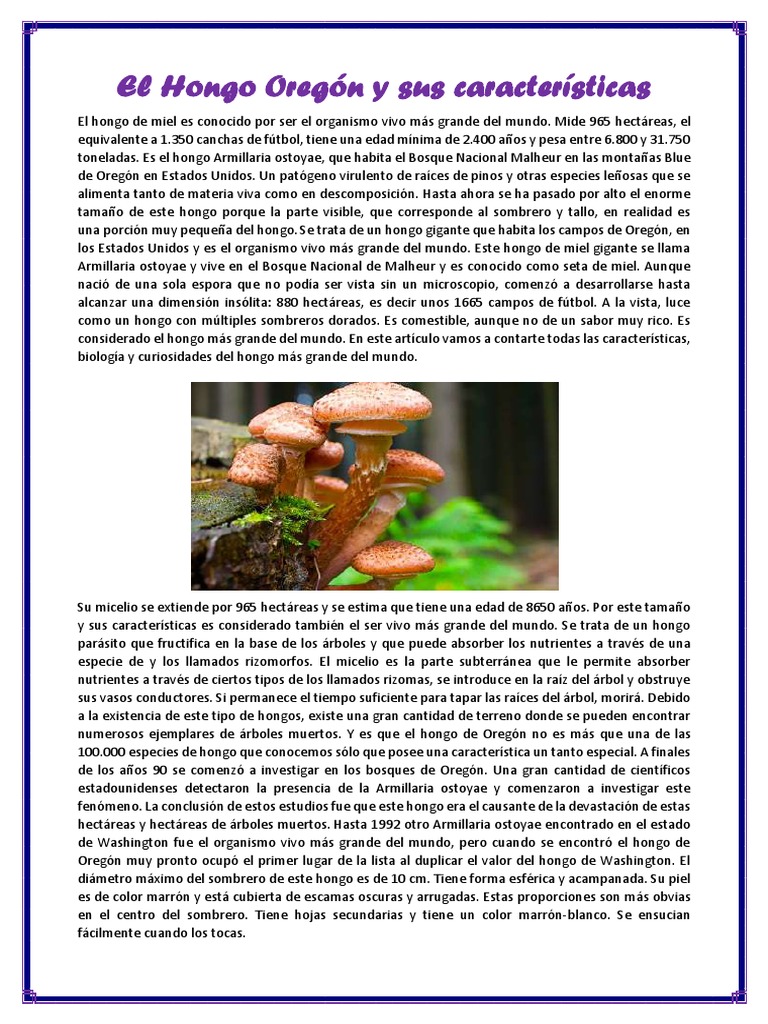 Hongo | PDF | Hongo | Arboles