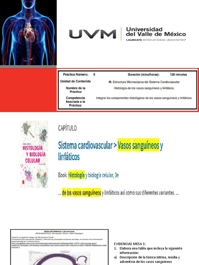 Practica 6 Histologia de Vasos Sanguineos y Linfaticos | PDF | Artería | Angiología