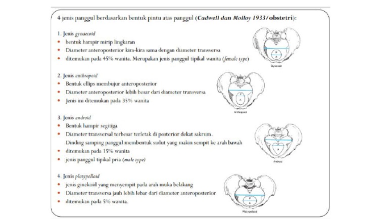 Jenis Panggul | PDF
