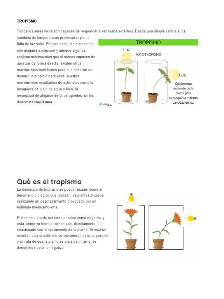 Hoja De Trabajo Sobre Los Tropismos De Las Plantas GUIA PEDAGOGICA