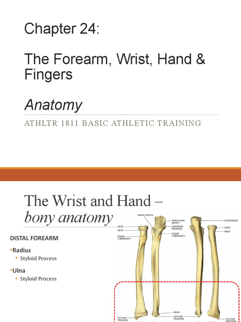 Chapter 24 The Forearm Wrist Hand and Fingers (Anatomy & Injury Portions) | PDF | Hand | Thumb