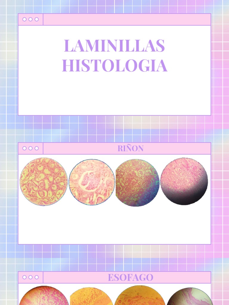Laminillas Histologia | PDF
